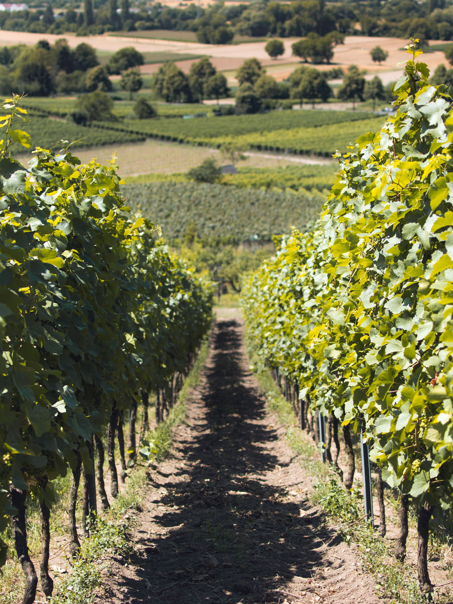 Viticulture - VitiVina - Comptoir agricole